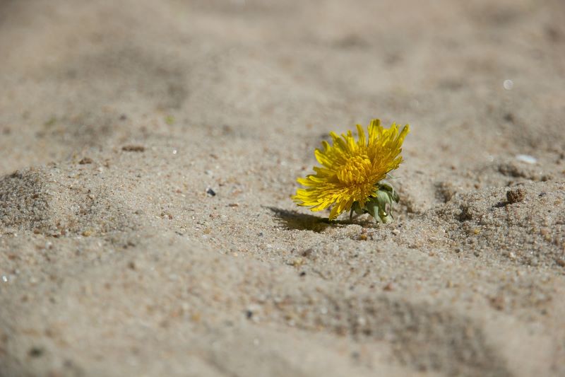 Resiliência: uma flor que se refaz por entre um deserto e outro ...